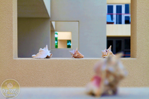 Best Ways to Eat Conch in Belize